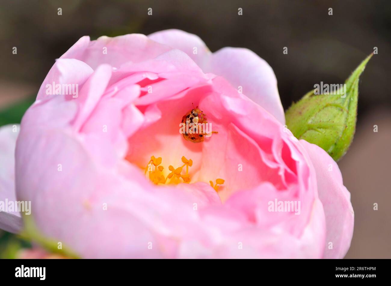 Ladybird in Rose Flower, asian lady beetle (Harmonia axyridis), shrub ...