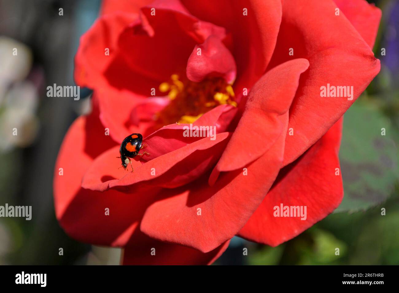 Ladybird in Rose Flower, asian lady beetle (Harmonia axyridis), shrub ...