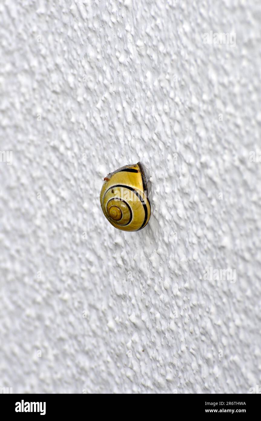 Snail shell on house wall, grove ribbon snail, grove snail (Cepaea ...