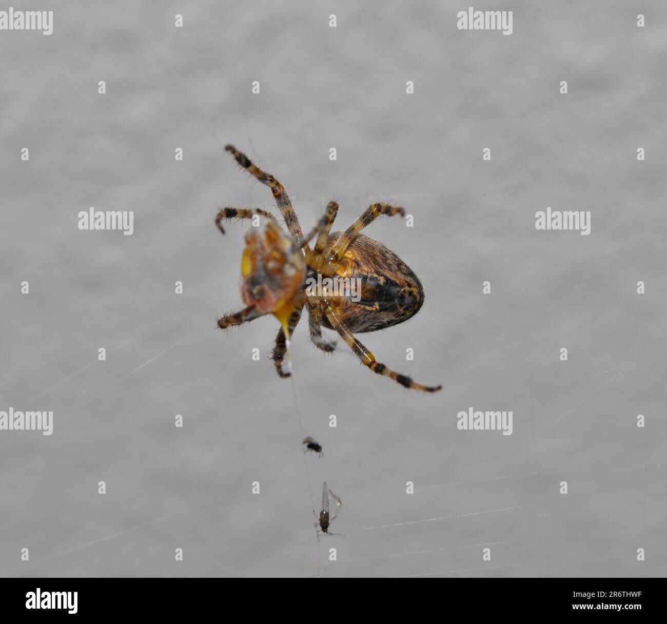 Cross spider, cross spider in web with prey, european garden spider ...