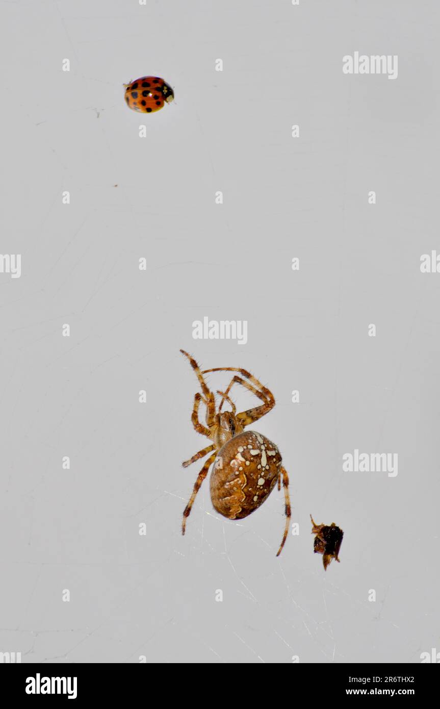 Cross spider, cross spider in web with prey, european garden spider ...