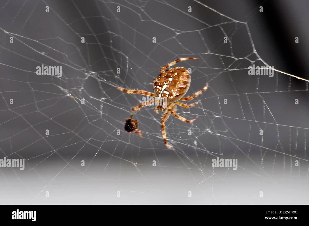 Cross spider, cross spider in web with prey, european garden spider ...