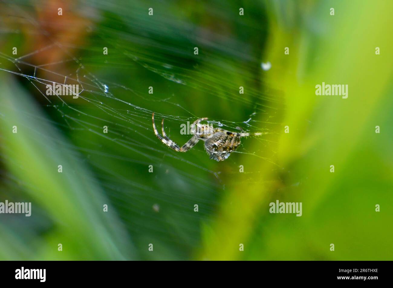 Cross spider, cross spider in web with prey, european garden spider ...
