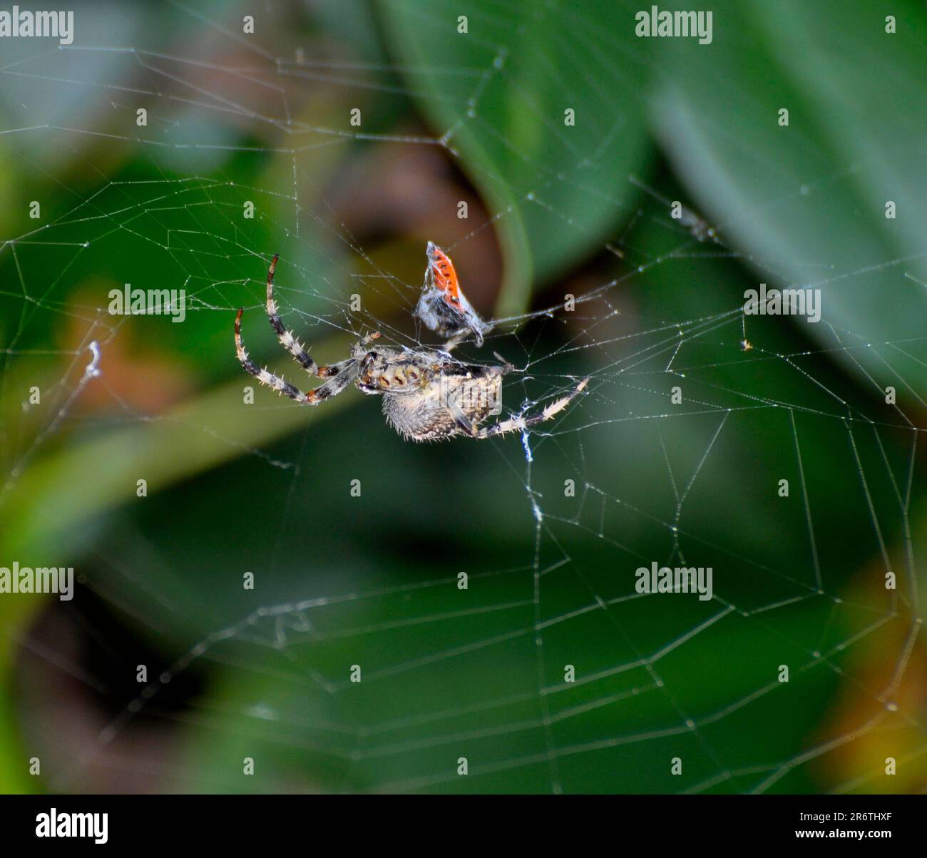 Cross spider, cross spider in web with prey, european garden spider ...