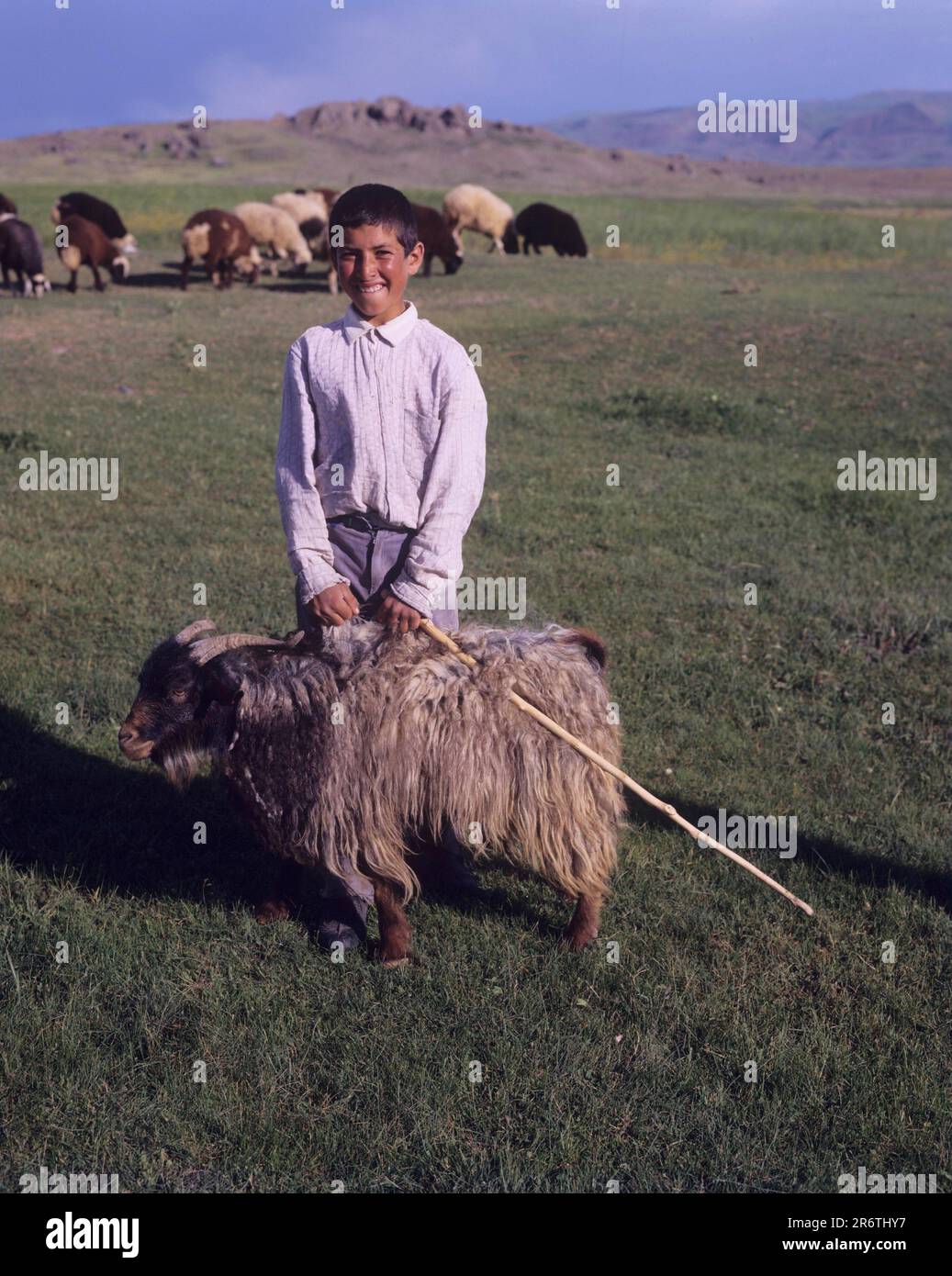 Turkish shepherd hi-res stock photography and images - Alamy