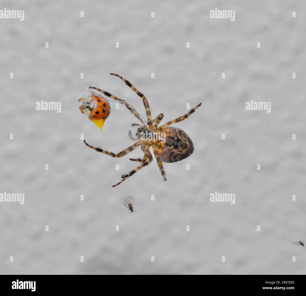Cross spider, cross spider in web with prey, european garden spider ...