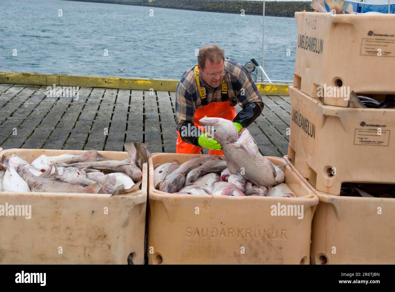 Fisherman with caught cod, harbour, Grindavik, Reykjanesskagi peninsula ...