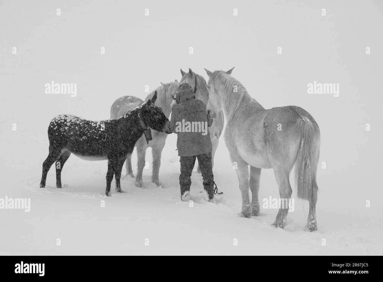 Farmer gathering his horses and a donkey in the snow during a blizzard ...