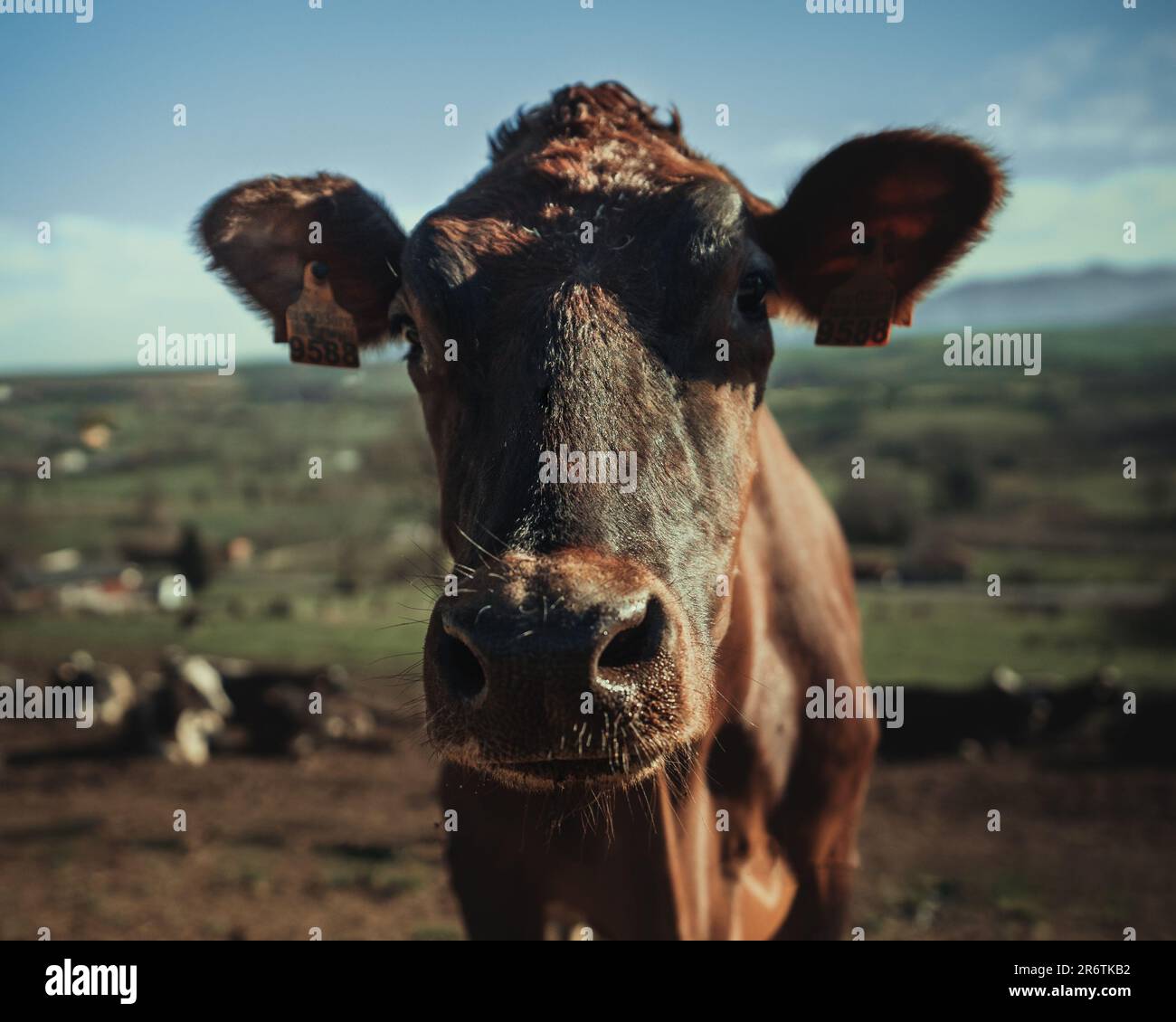 Curious cow gazes directly at the camera, capturing a captivating close ...