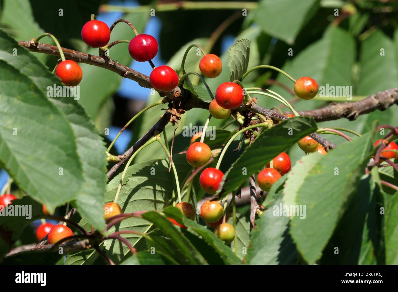 Unripe tasty fresh cherry hi-res stock photography and images - Alamy