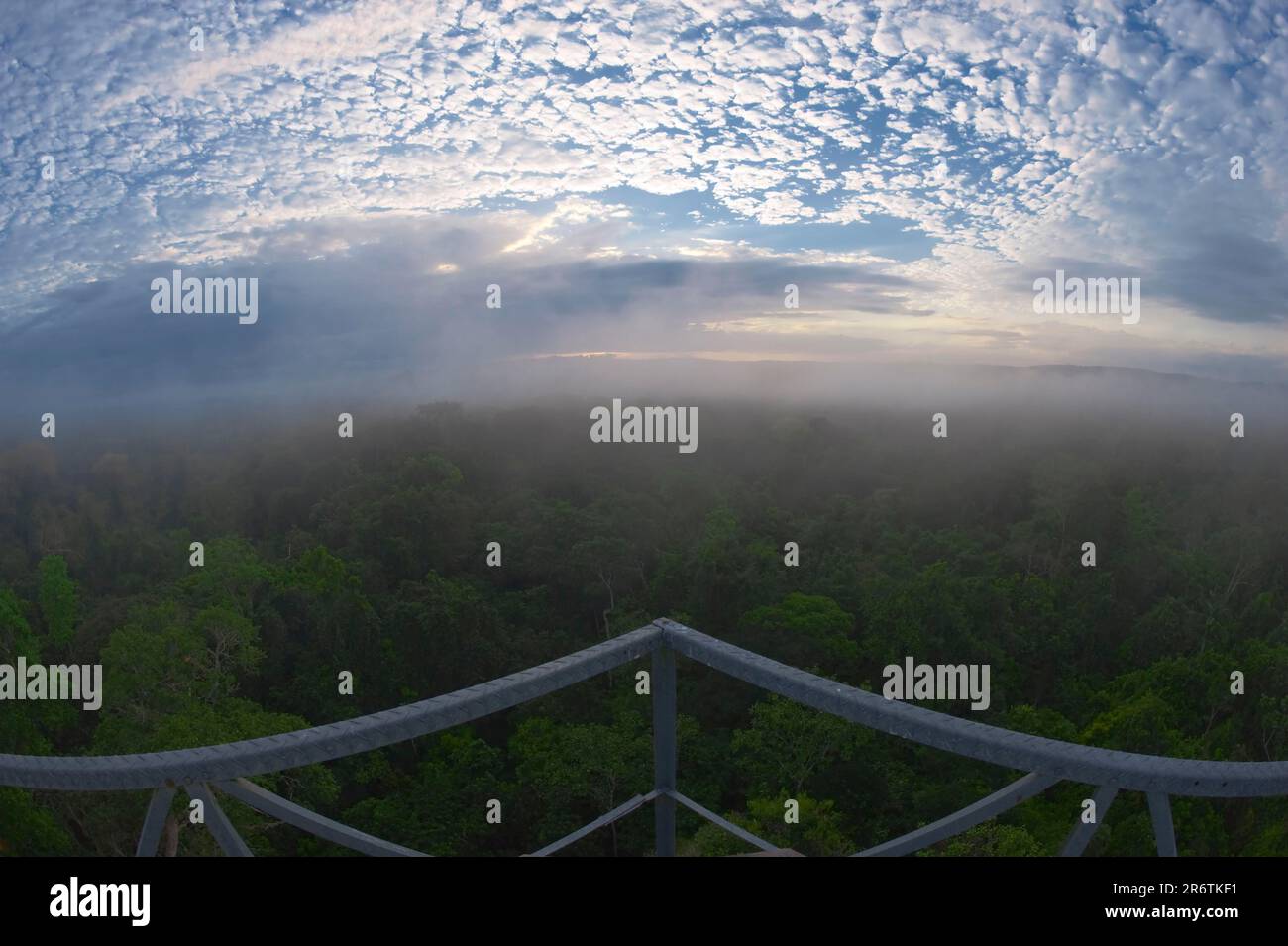 Amazon rainforest, Cristalino State Park, near Alta Floresta, Mato ...