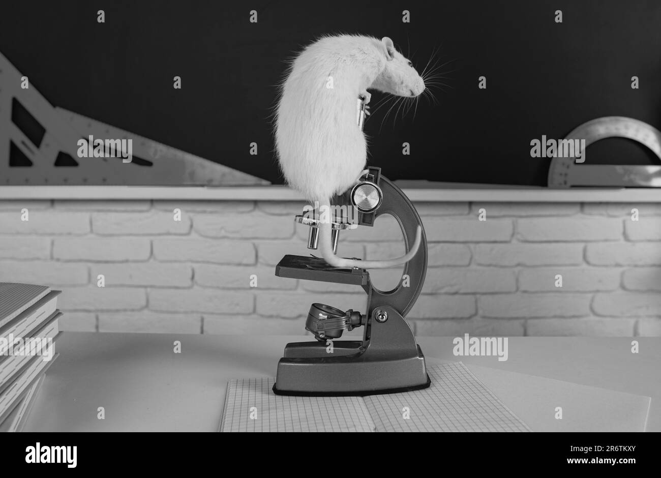 Knowledge and education concept. White rat sitting on microscope. Copy ...