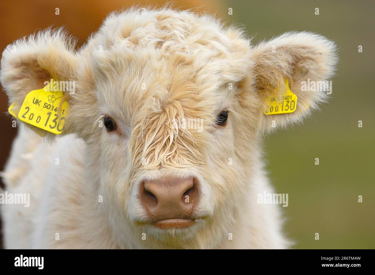 Scottish Highland Cattle, Calf, Scotland, Calf, Ear tag, Ear tags Stock ...