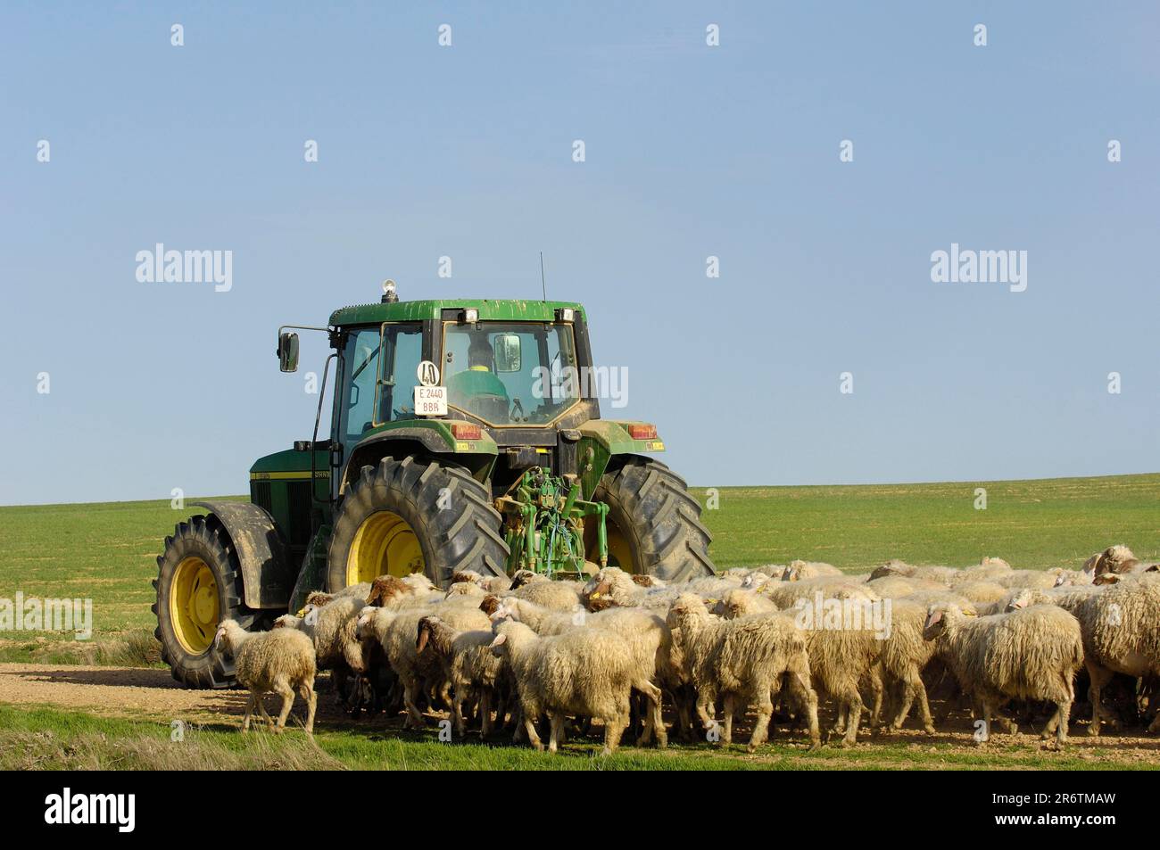 Shepherd on tractor with flock of sheep, Villafafila, Zamora, Castile ...