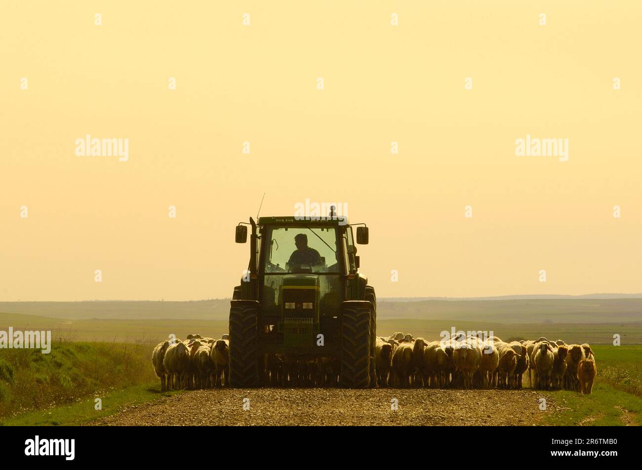 Shepherd on tractor with flock of sheep, Villafafila, Zamora, Castile ...