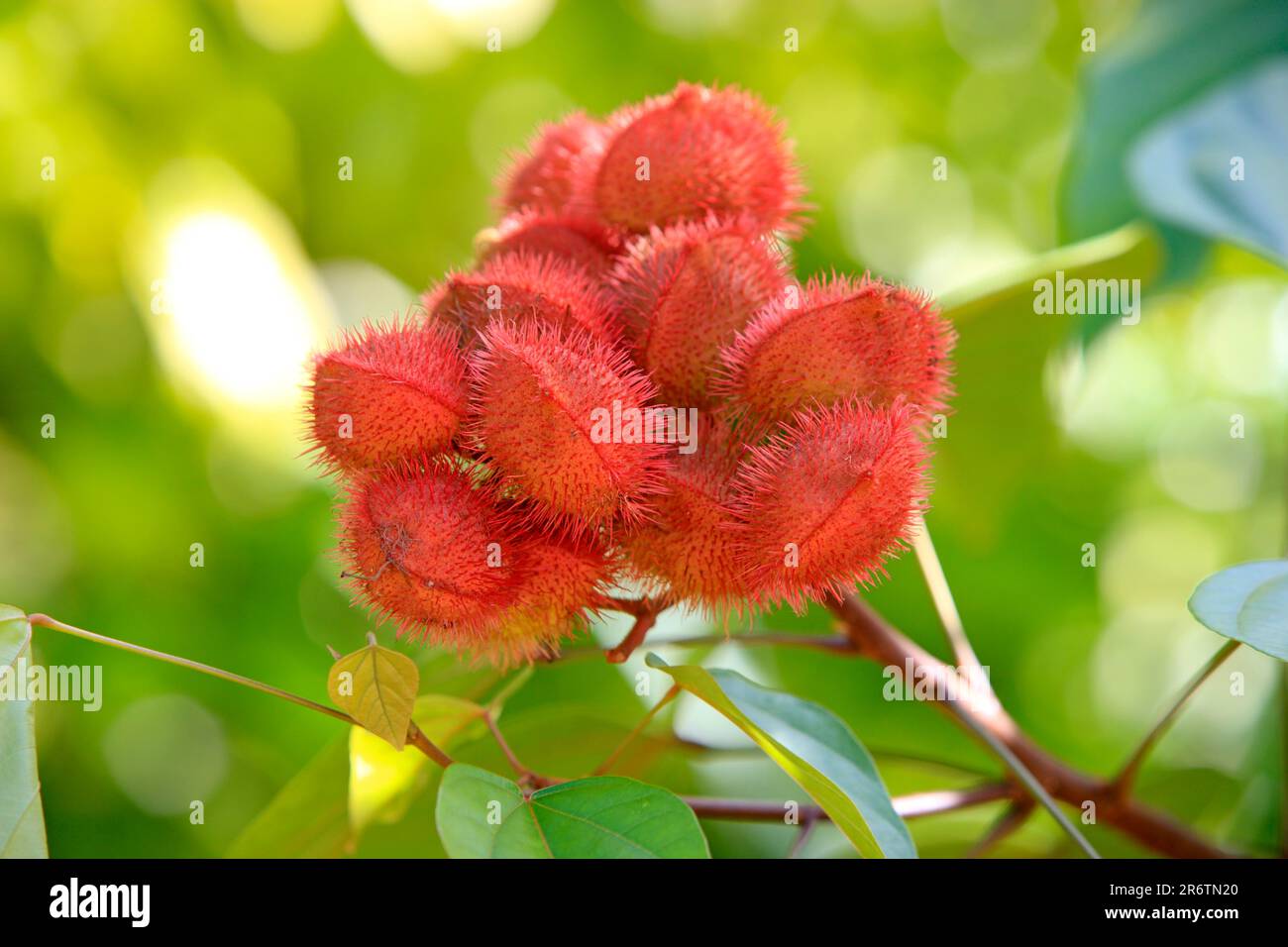 Achiote fruits hi-res stock photography and images - Alamy