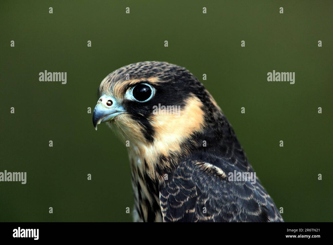 Hobby portrait falco subbuteo hi-res stock photography and images - Alamy
