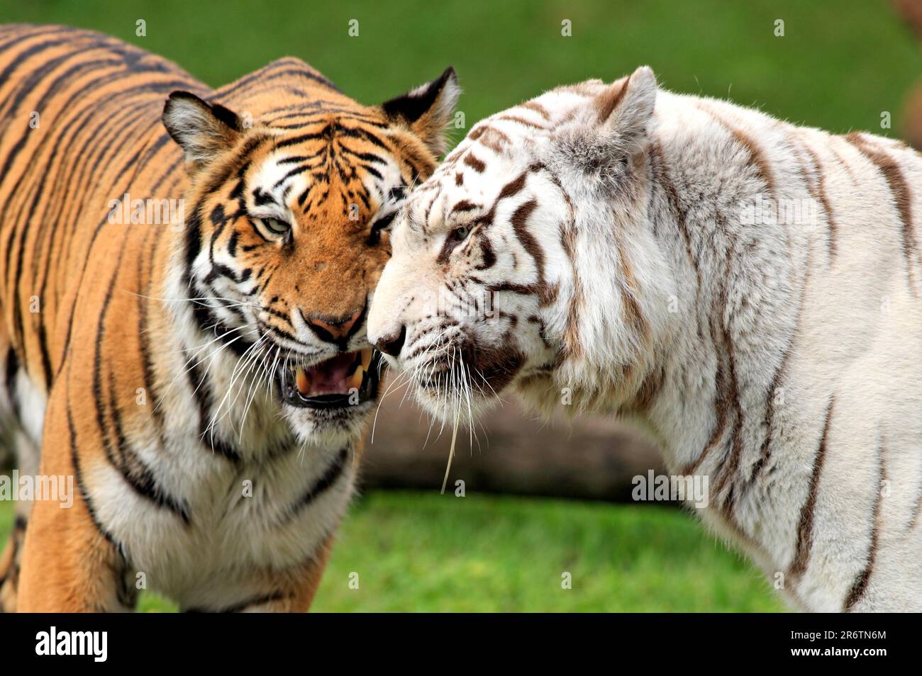 Bengal Tiger (Panthera tigris tigris), normal and white, White Tiger ...