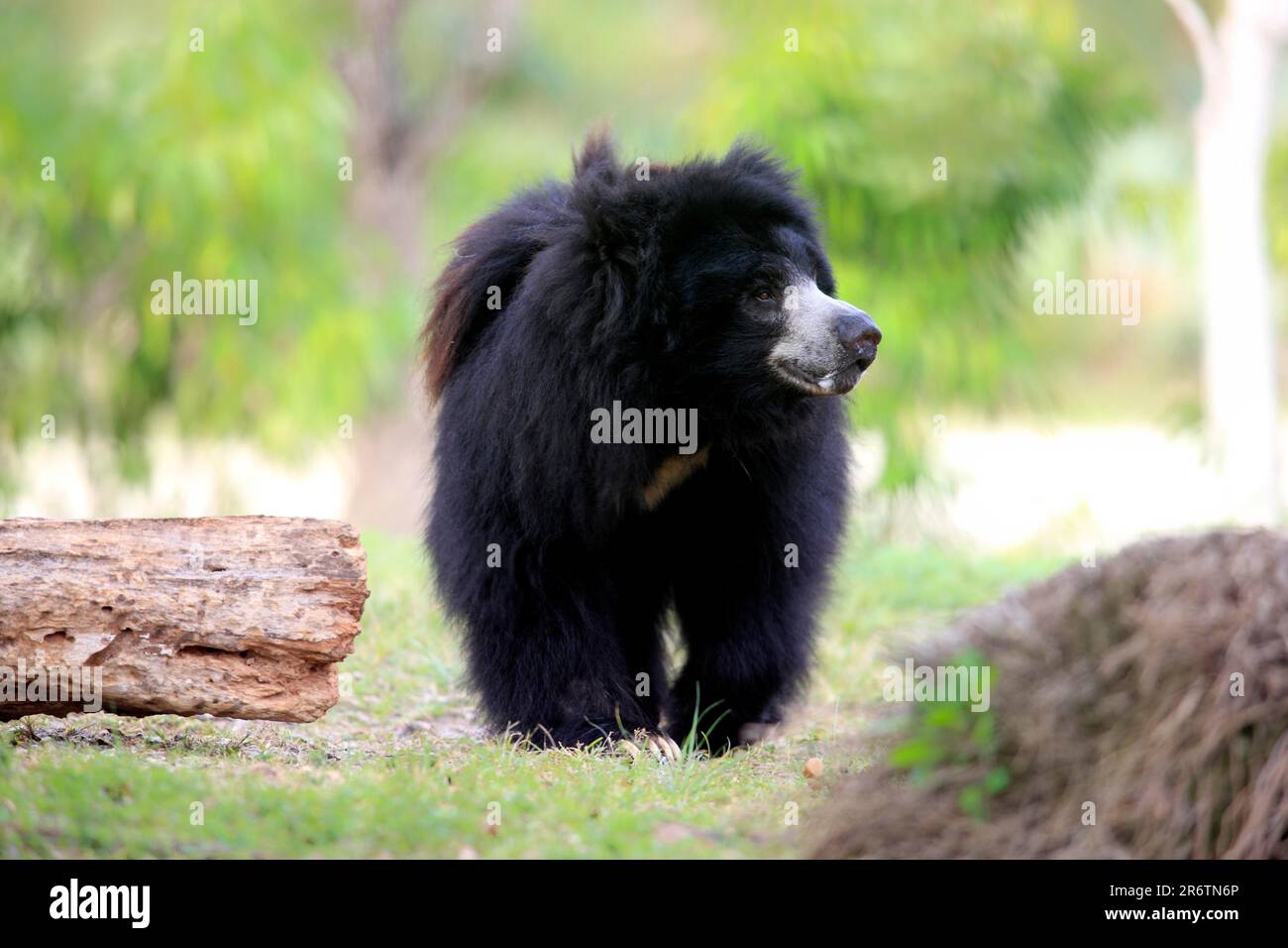 Male sloth bear hi-res stock photography and images - Alamy