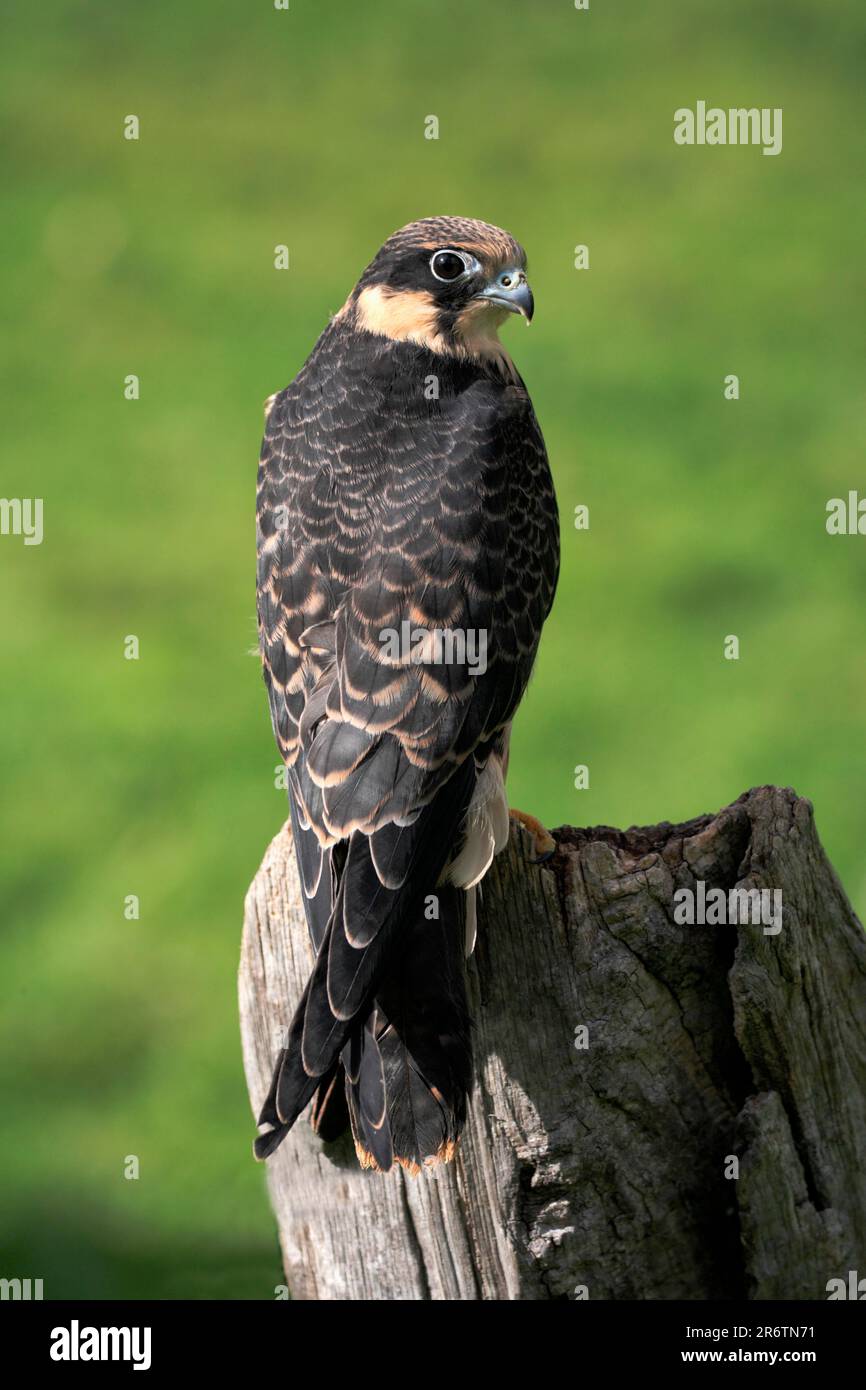 Hobby (Falco subbuteo Stock Photo - Alamy