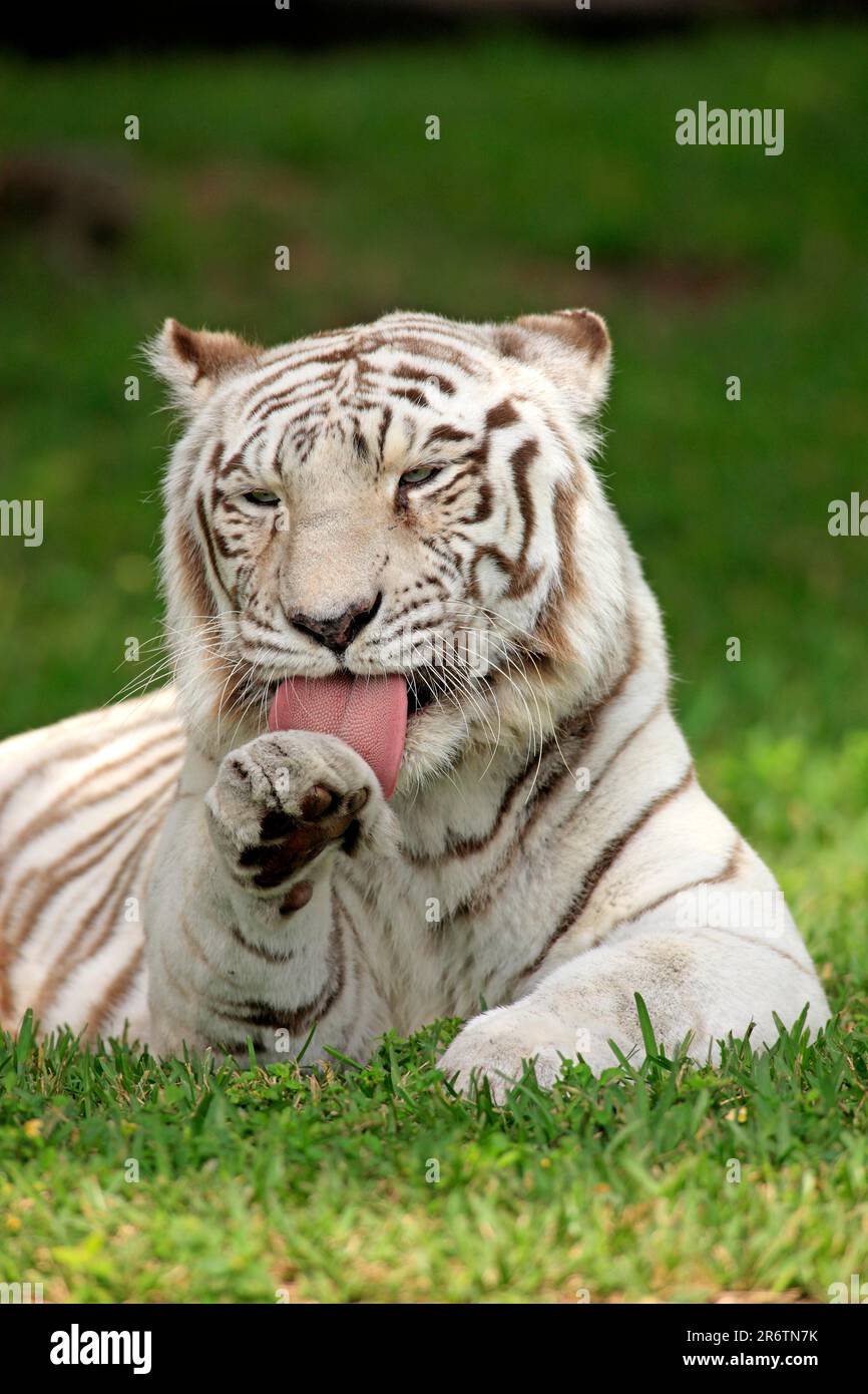 White Bengal Tiger (Panthera tigris tigris), White Tiger, lifting paw ...
