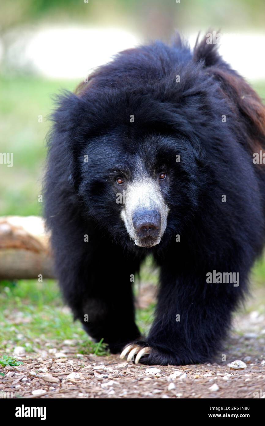 Sloth Bear (Melursus ursinus), male (Ursus ursinus Stock Photo - Alamy