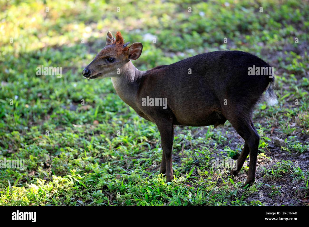 Black Duiker (Cephalophus niger), male, side Stock Photo - Alamy