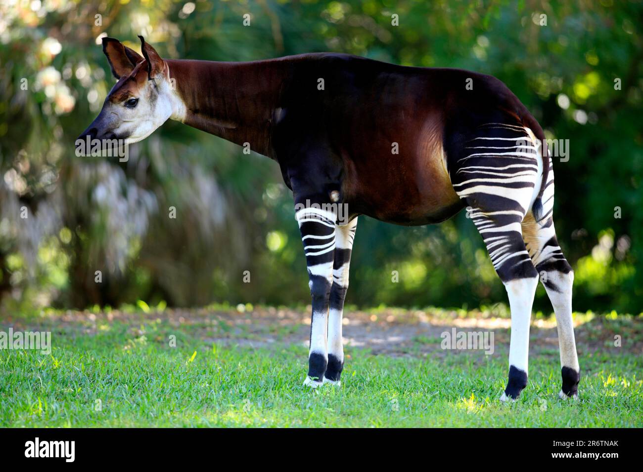 Okapi, female (Okapi johnstoni), side Stock Photo - Alamy