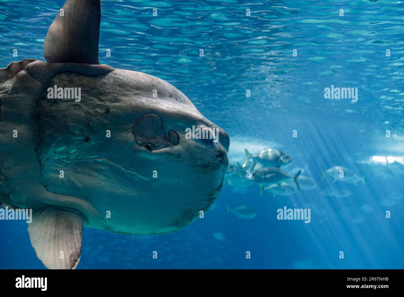 Sunfish swimming underwater hi-res stock photography and images - Alamy