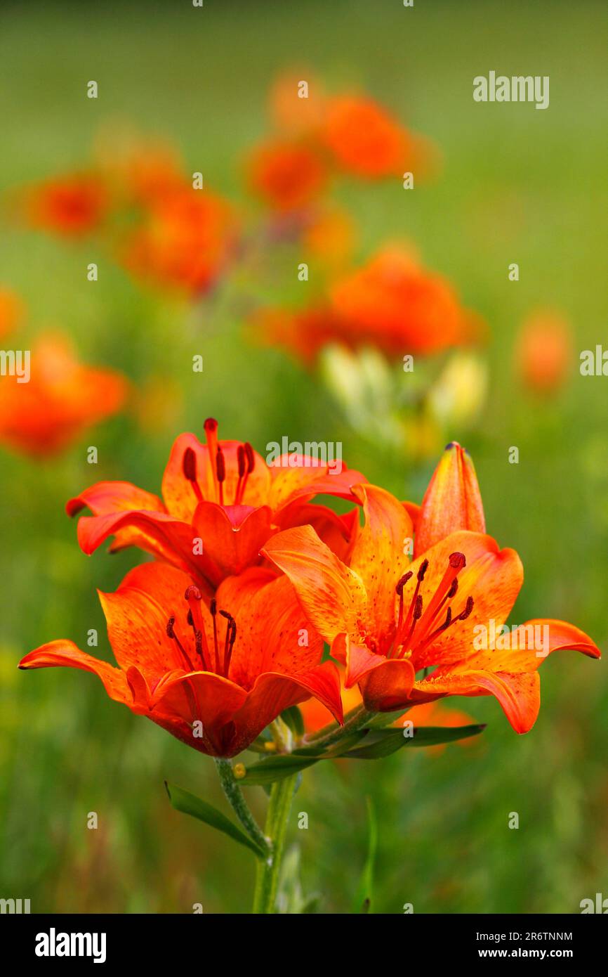 Fire lilies (Lilium bulbiferum Stock Photo - Alamy