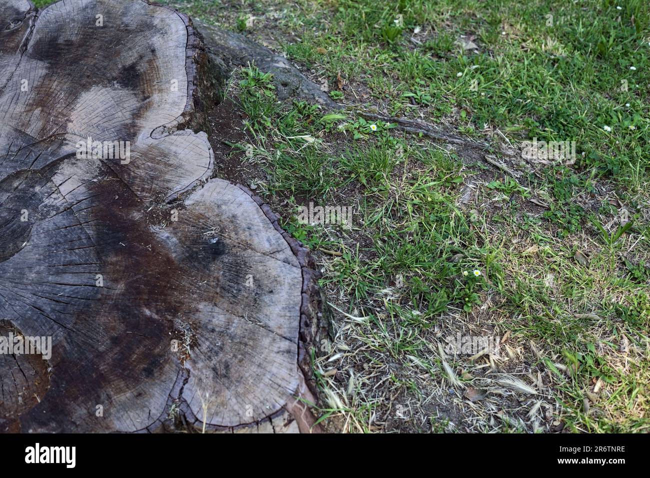 Cutted trunk on the ground seen from above Stock Photo - Alamy