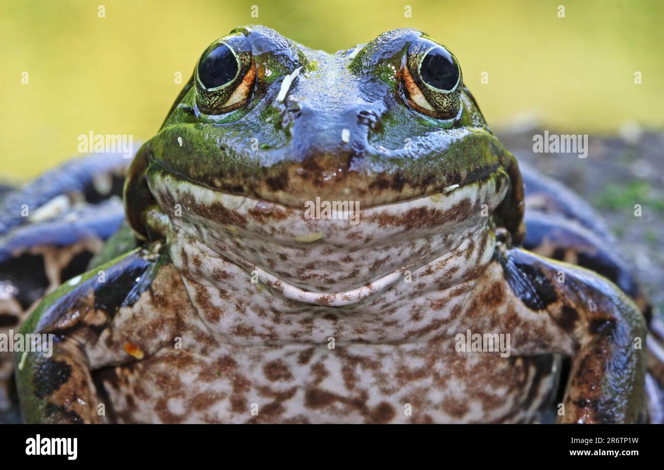 Frog, water frog, smiling frog Stock Photo - Alamy