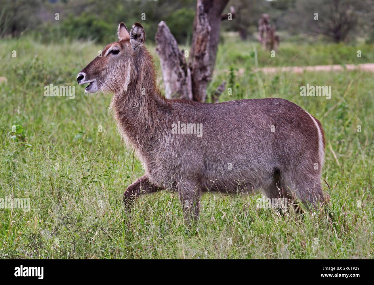 Ellipsen wasserbock hi-res stock photography and images - Alamy