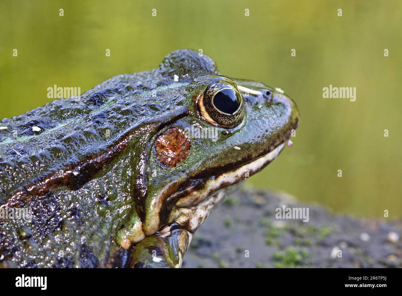 Frog, Water Frog, Frog Stock Photo - Alamy
