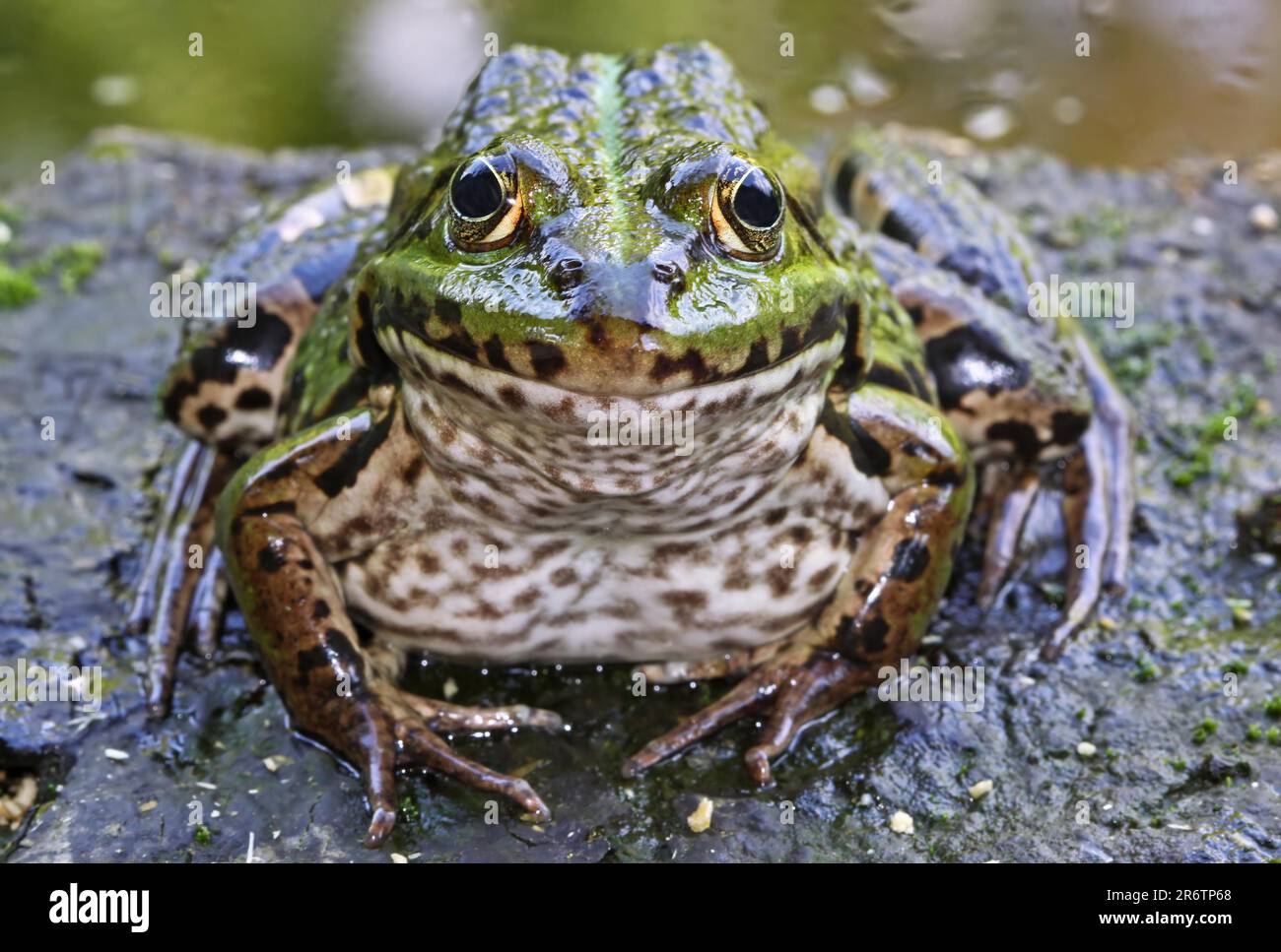 Frog, water frog Stock Photo - Alamy