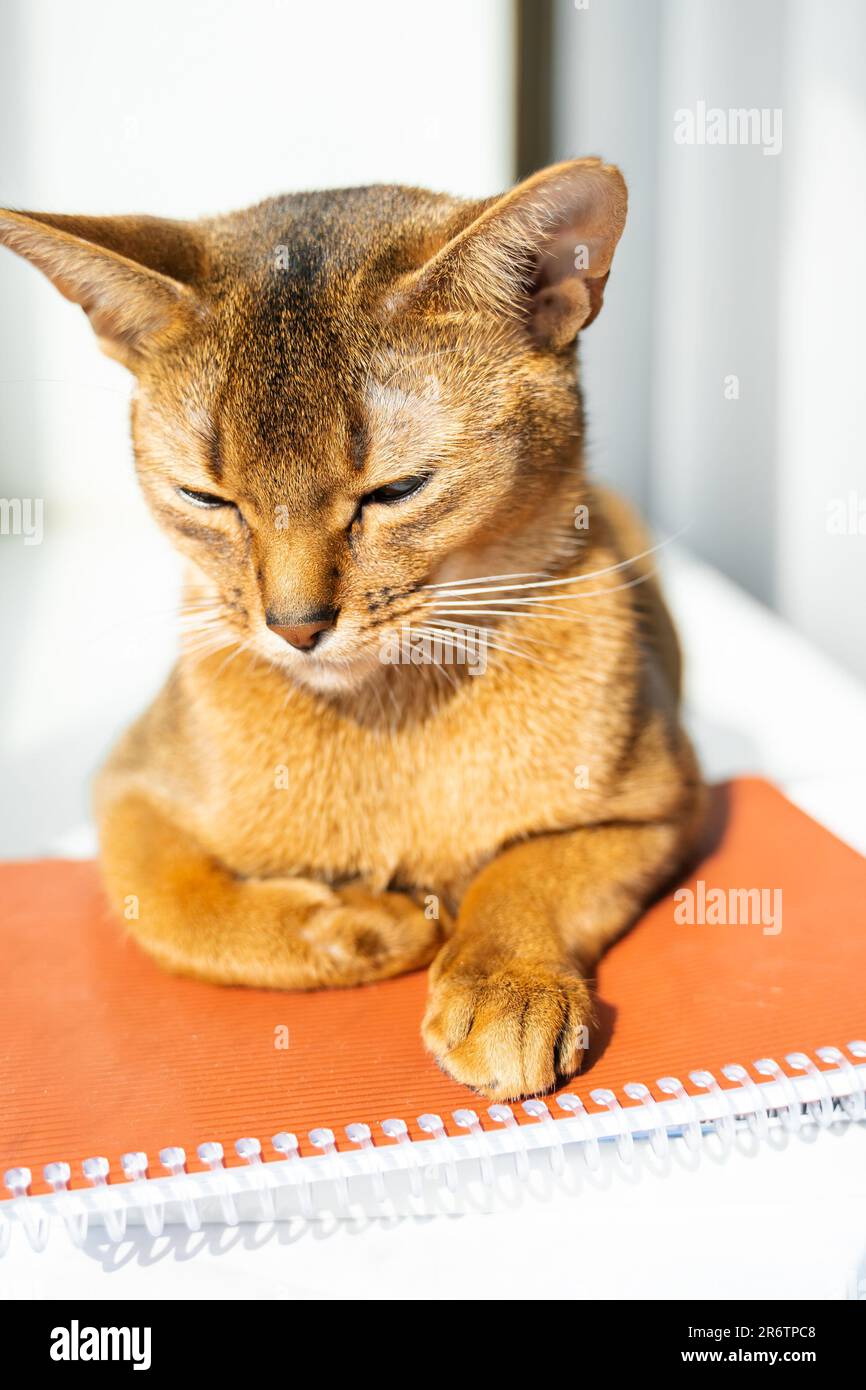 Smart cat lying on notebooks. Red kitten of Abyssinian breed sitting on ...