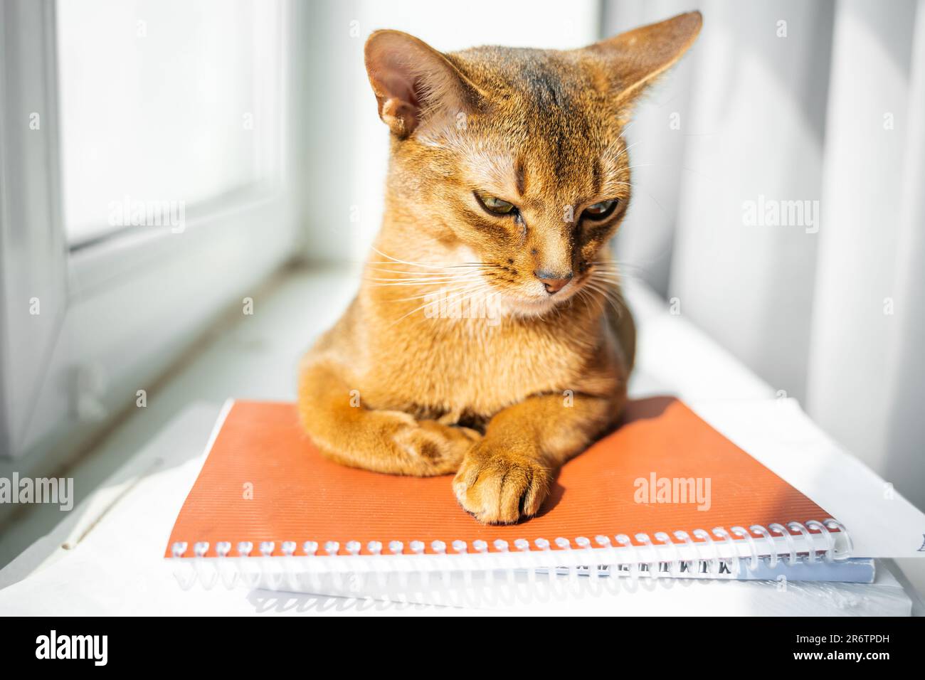 Smart cat lying on notebooks. Red kitten of Abyssinian breed sitting on ...