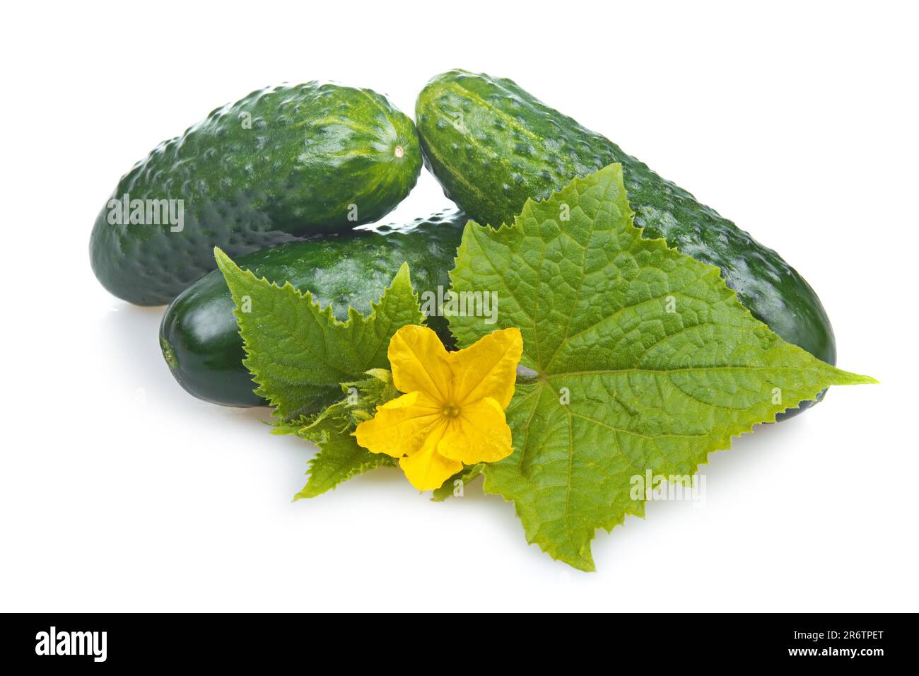 Cucumber flower Cut Out Stock Images & Pictures - Alamy