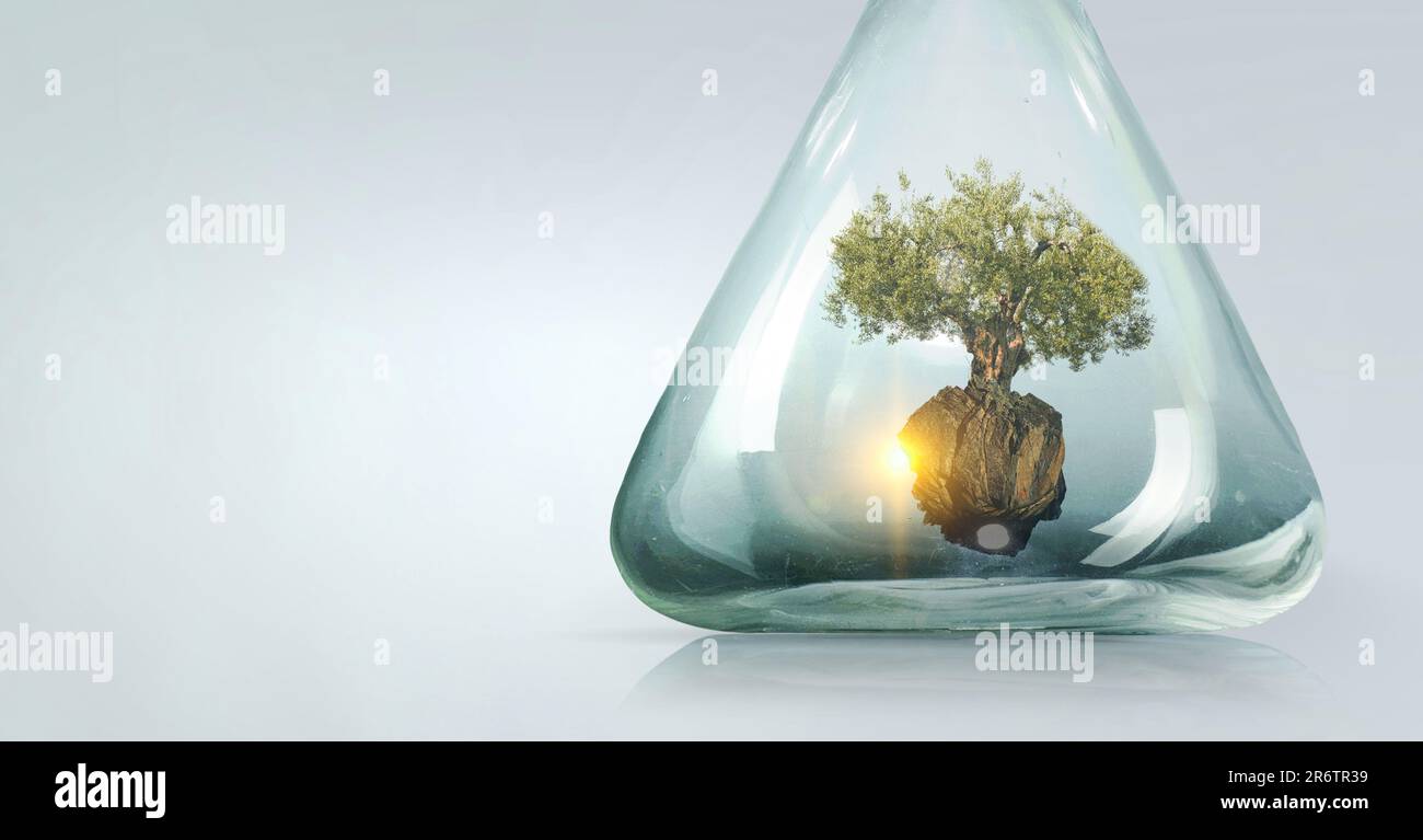 Tree growing inside clear glass bottle Stock Photo - Alamy
