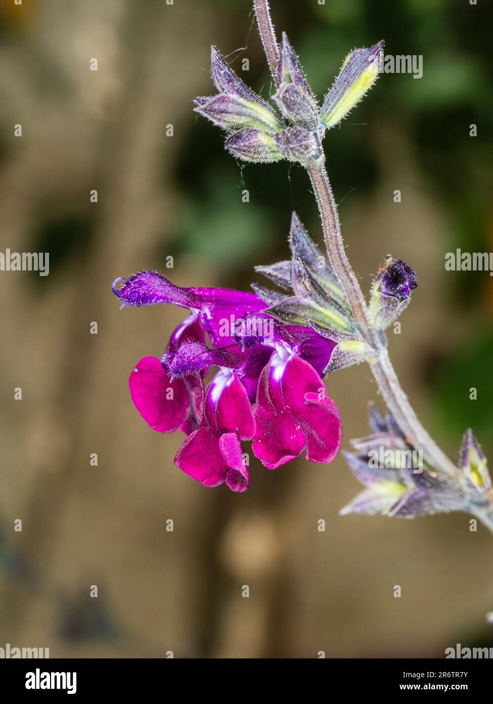 Flowers in the spike of the evergreen, half hardy sub shrub, Salvia ...
