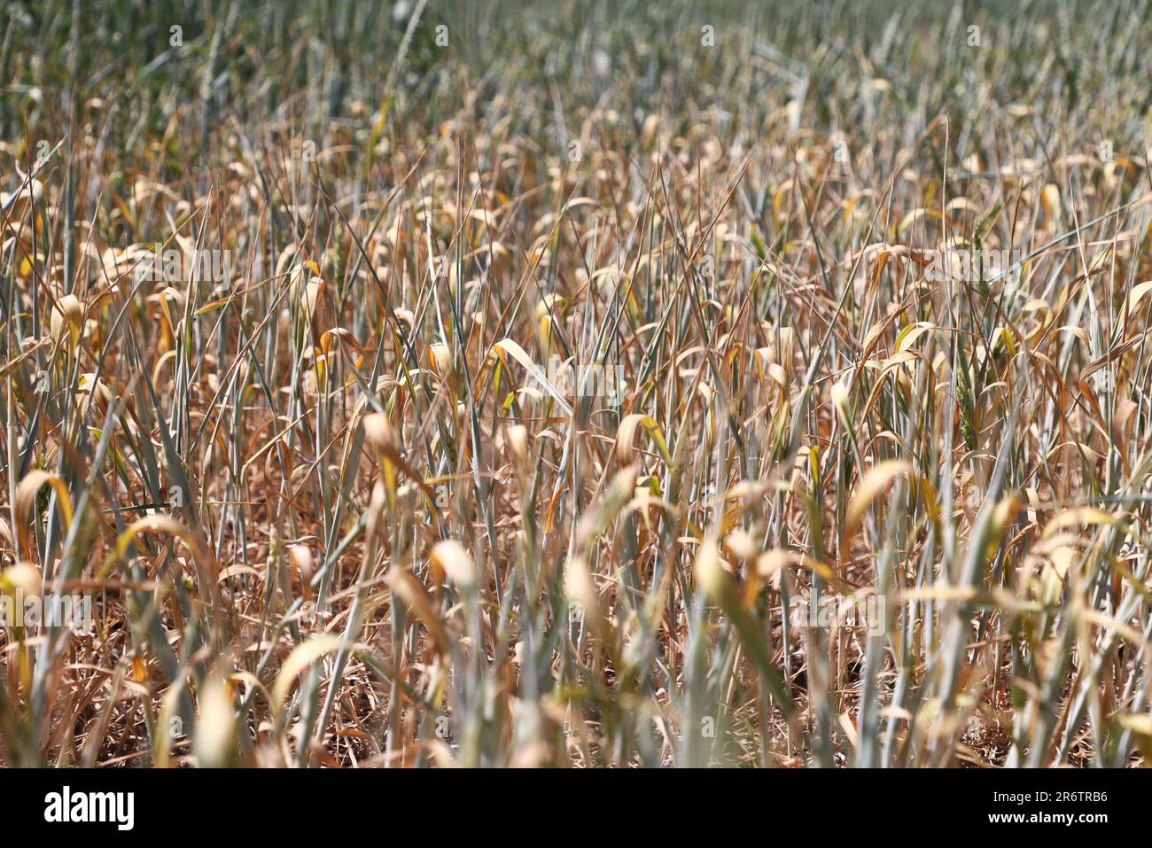 Seasonal weather, heat wave in Sweden continues, here is a dry wheat ...