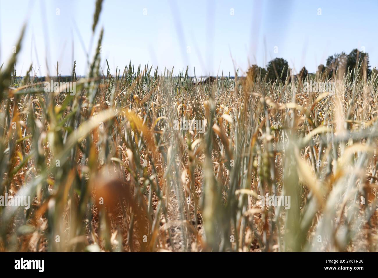 Seasonal weather, heat wave in Sweden continues, here is a dry wheat ...