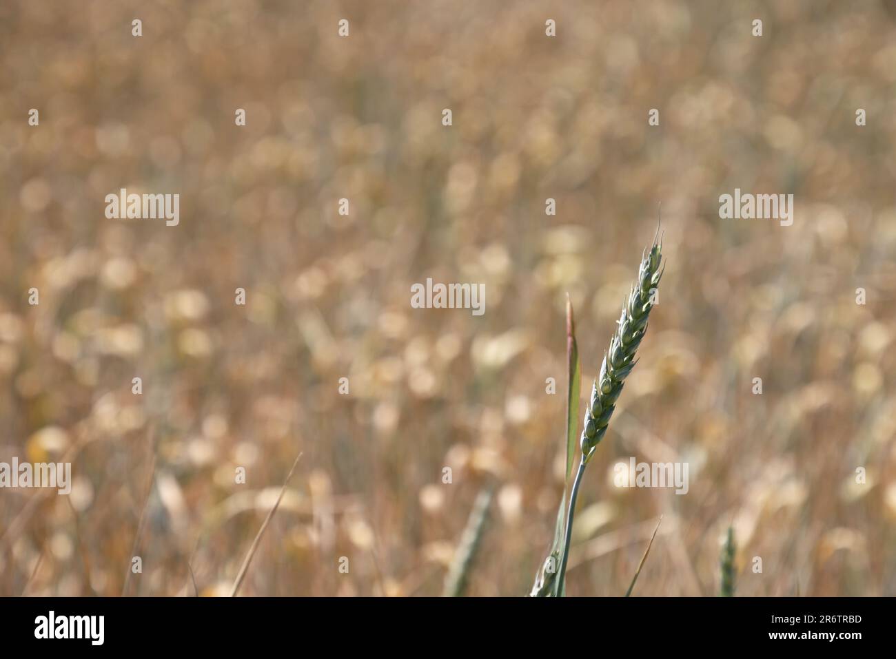 Seasonal weather, heat wave in Sweden continues, here is a dry wheat ...