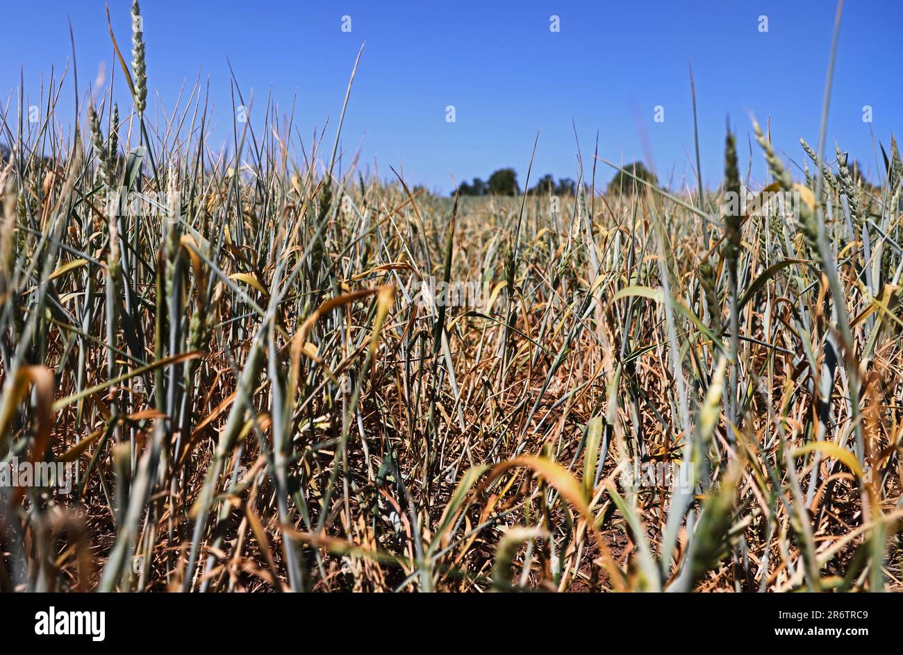 Seasonal weather, heat wave in Sweden continues, here is a dry wheat ...