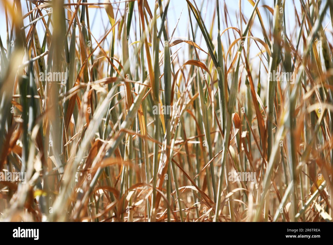 Seasonal weather, heat wave in Sweden continues, here is a dry wheat ...