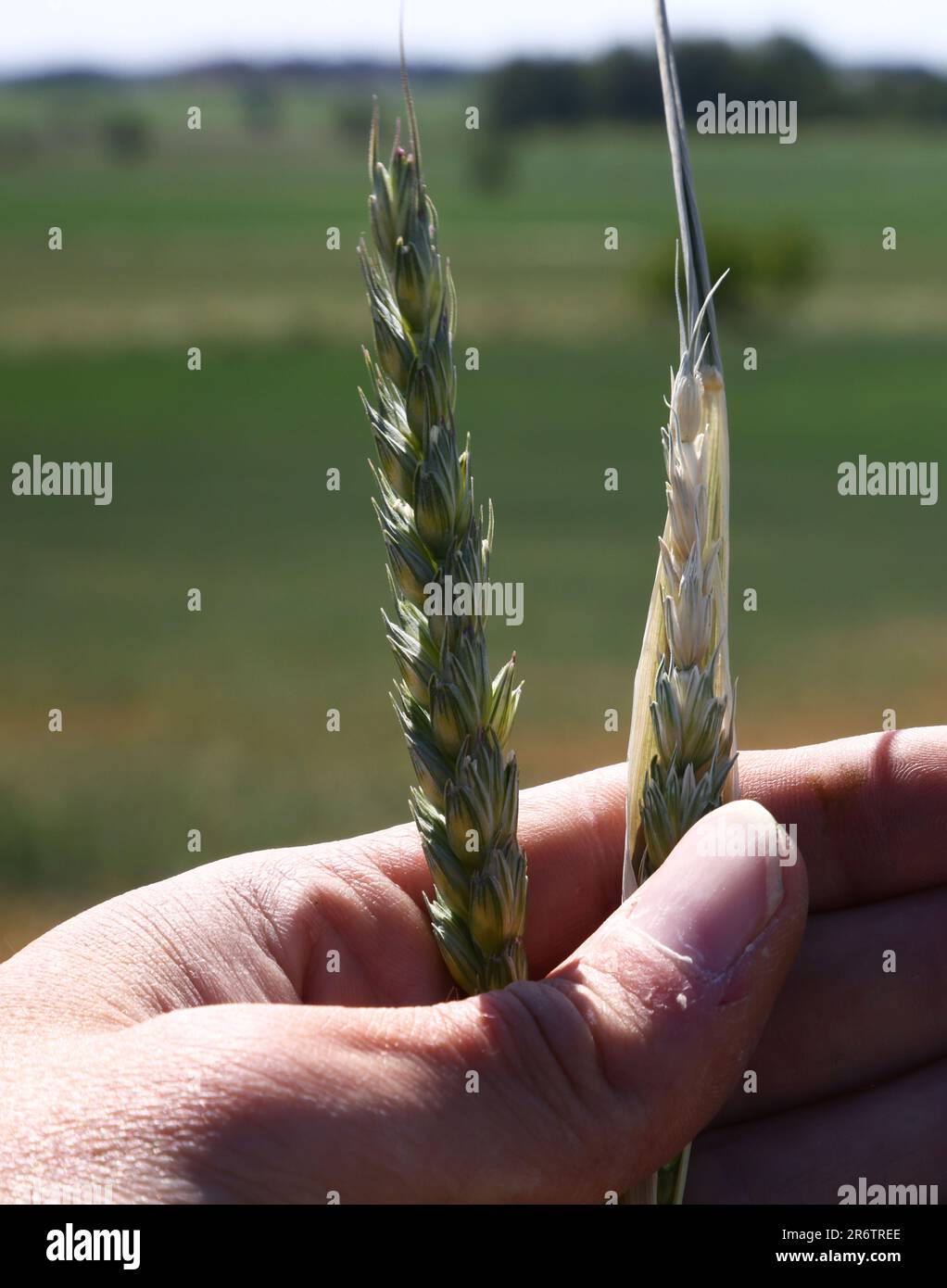 Seasonal weather, heat wave in Sweden continues. In the picture: Young ...