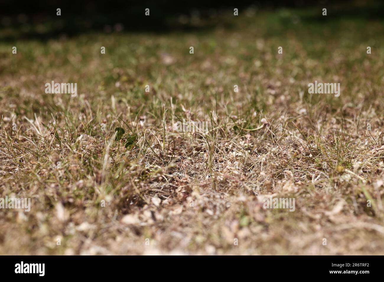 Seasonal weather, heat wave in Sweden continues, drought in a garden ...