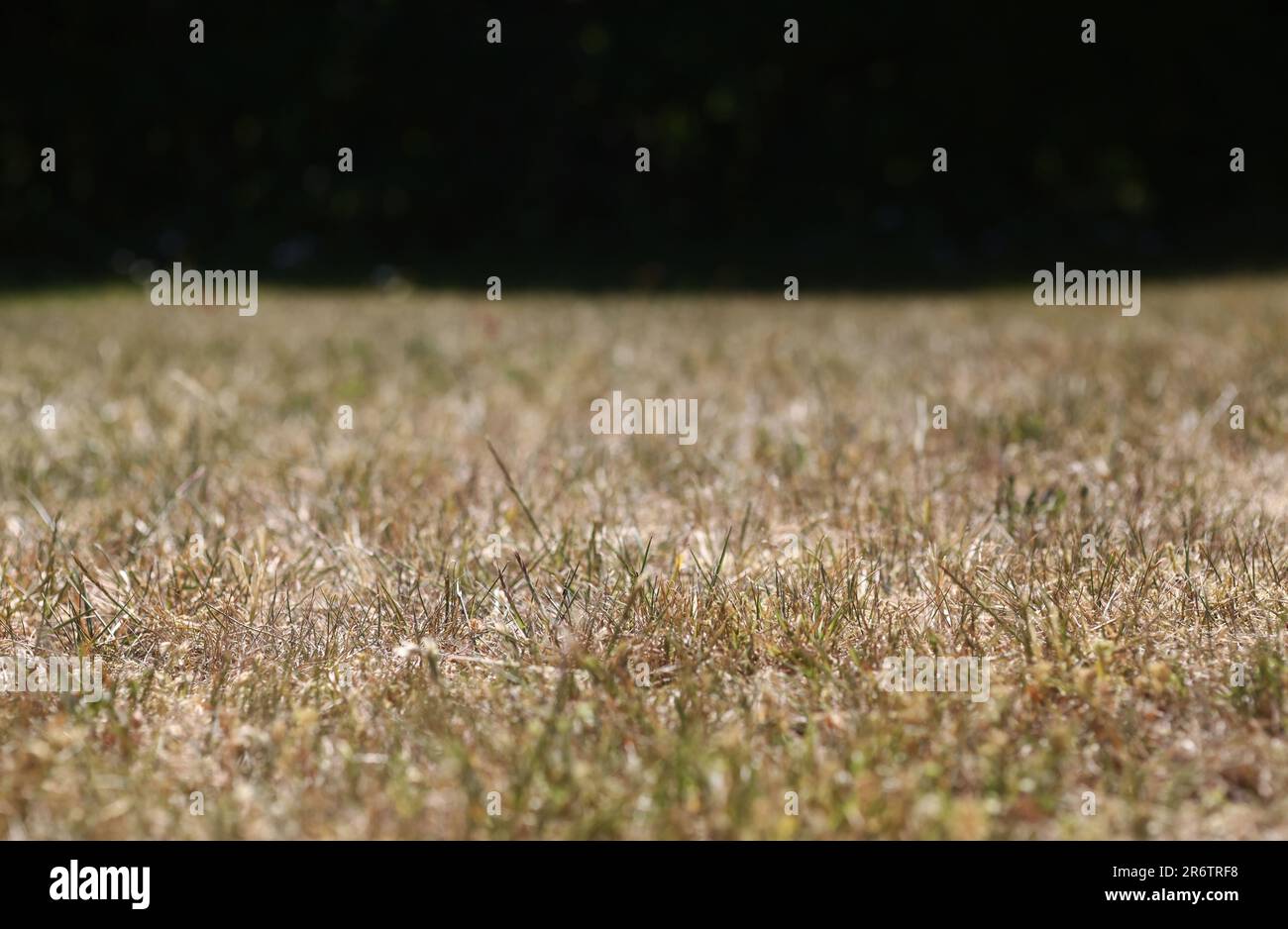 Seasonal weather, heat wave in Sweden continues, drought in a garden ...