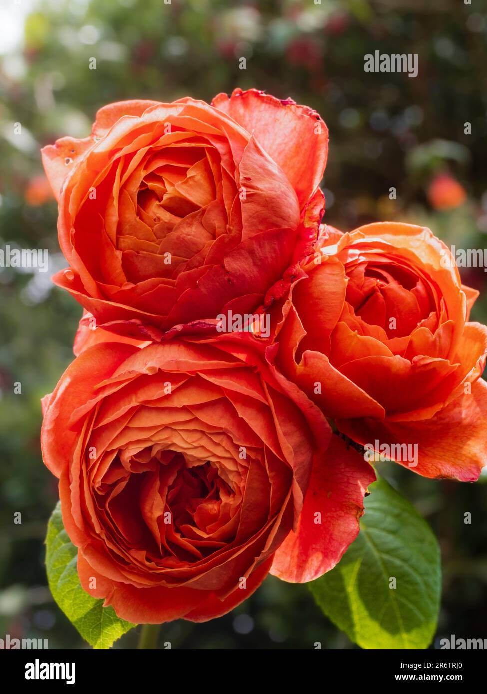 Scented, red-orange flowers of the David Ausetn bred English rose ...