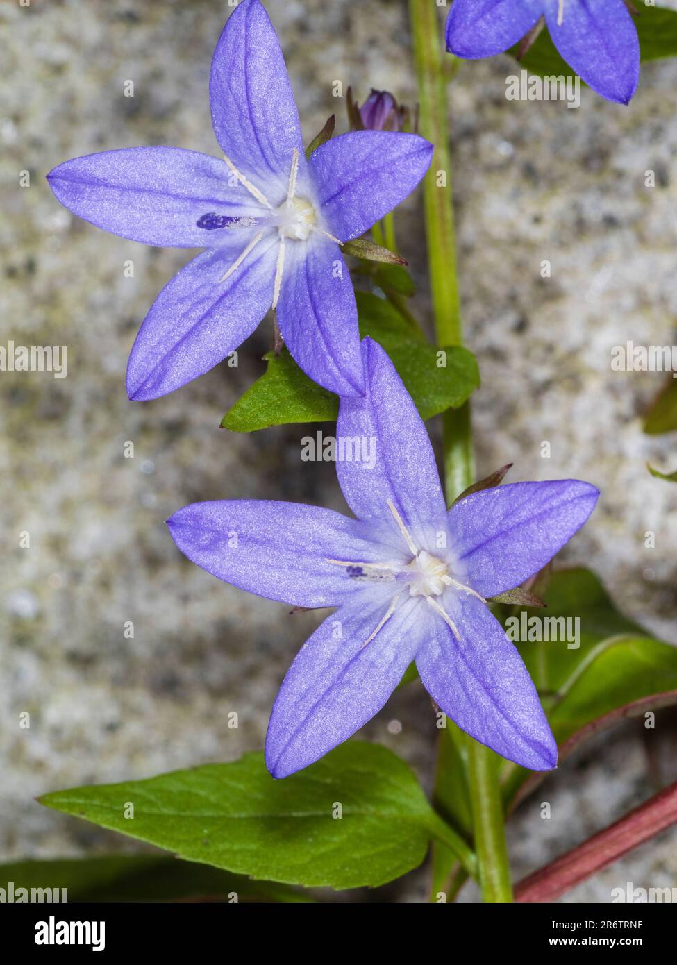 Campanula poscharskyana bellflower hi-res stock photography and images ...